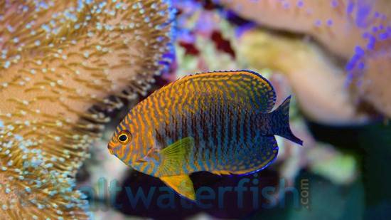 Dwarf Angelfish – Saltwaterfish.com